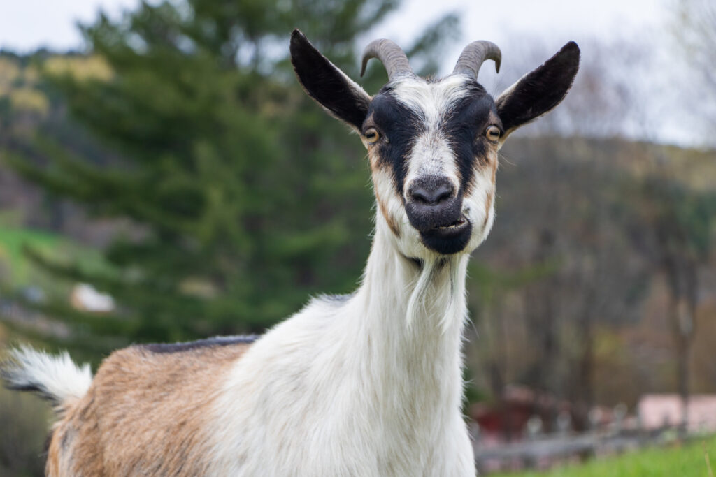 It's Written on Goats' Faces - Goat Journal
